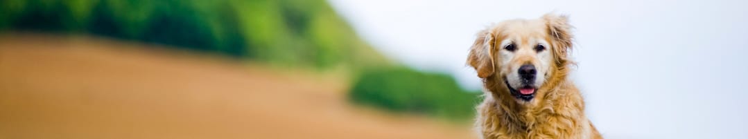 Inbreeding depression causes reduced fecundity in Golden Retrievers ...